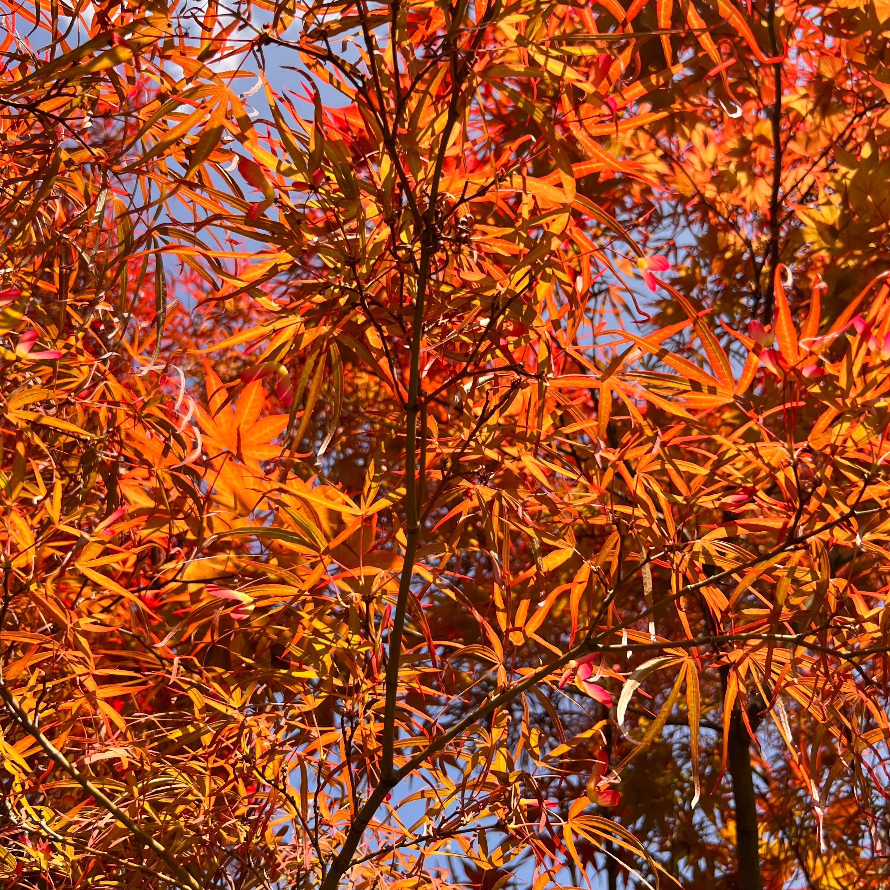 Hubb's Red Willow Japanese Maple Tree (acer Palmatum 'hubb's Red Willow ...