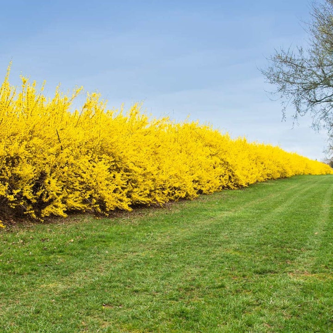 Weeping Forsythia Plant (forsythia Suspensa) Seeds - Etsy