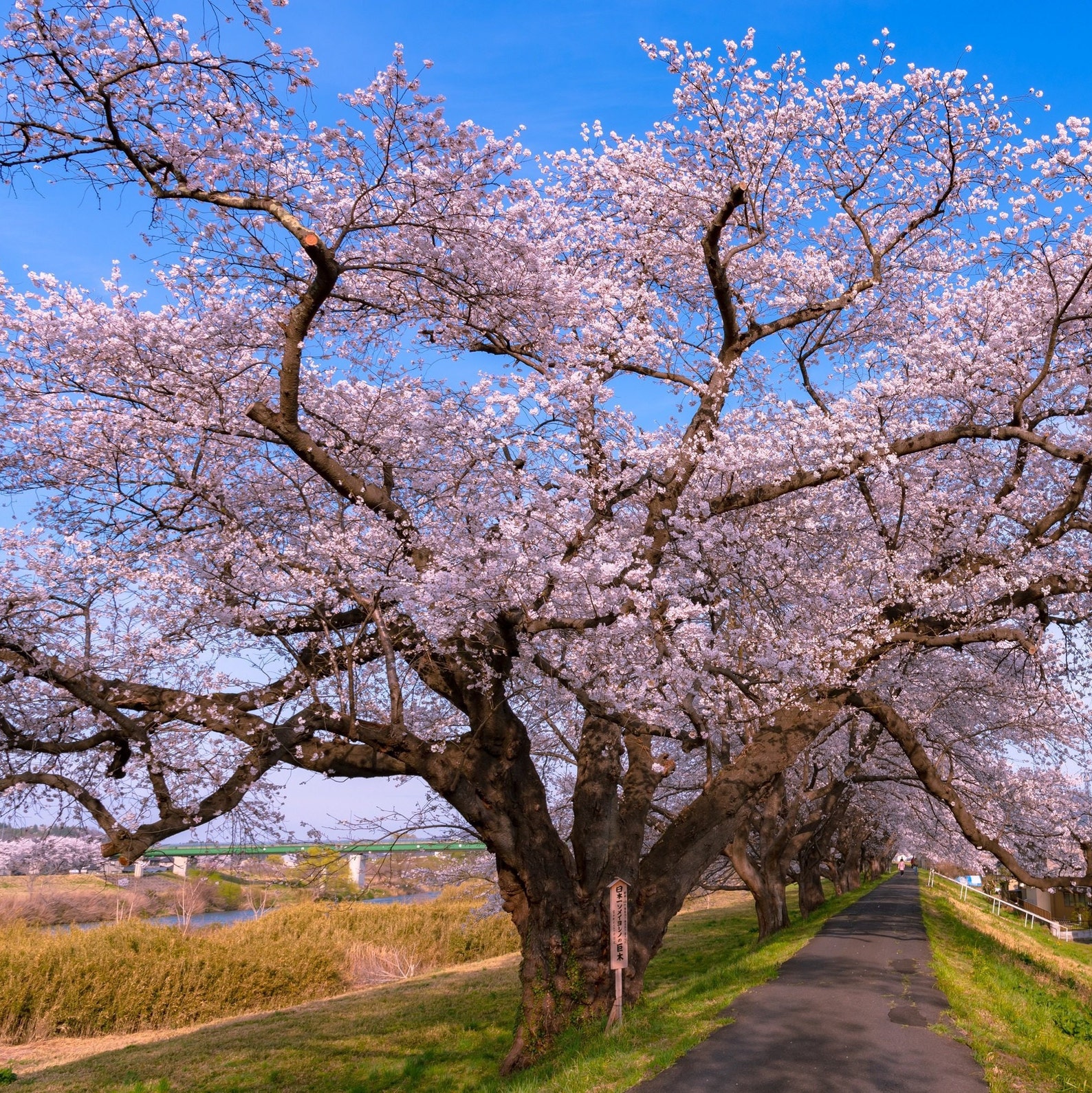 Yoshino Japanese Flowering Cherry Tree (prunus Yeodensis) Seeds - NEW ...