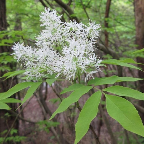 Japanese Ash CYBER RUI & Ash B Create A Whole New Flavor On Their