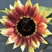 Florenza Sunflower Plant helianthus Annuus Seeds - Etsy