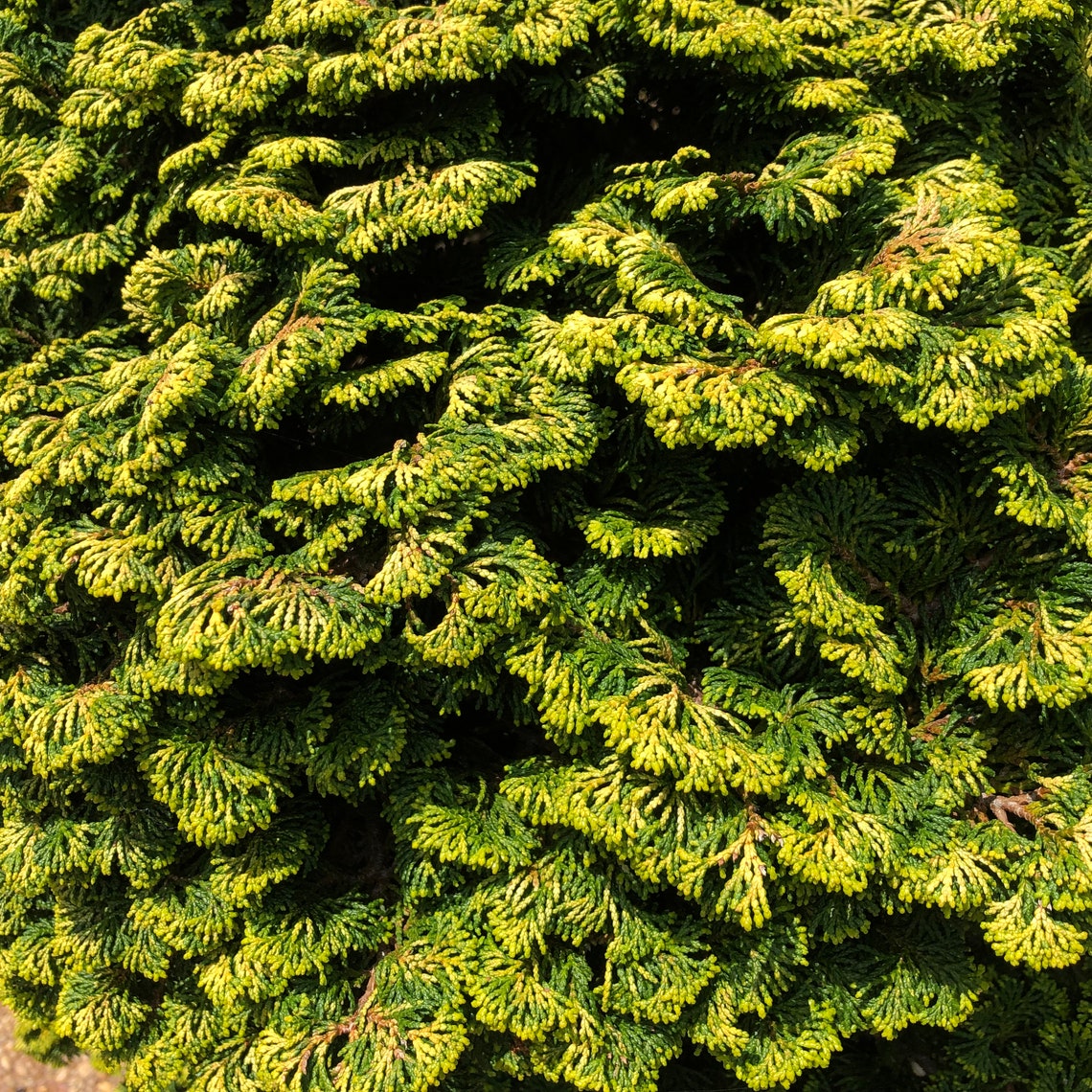 Golden Hinoki Cypress Tree (chamaecyparis Obtusa) Seeds - Etsy