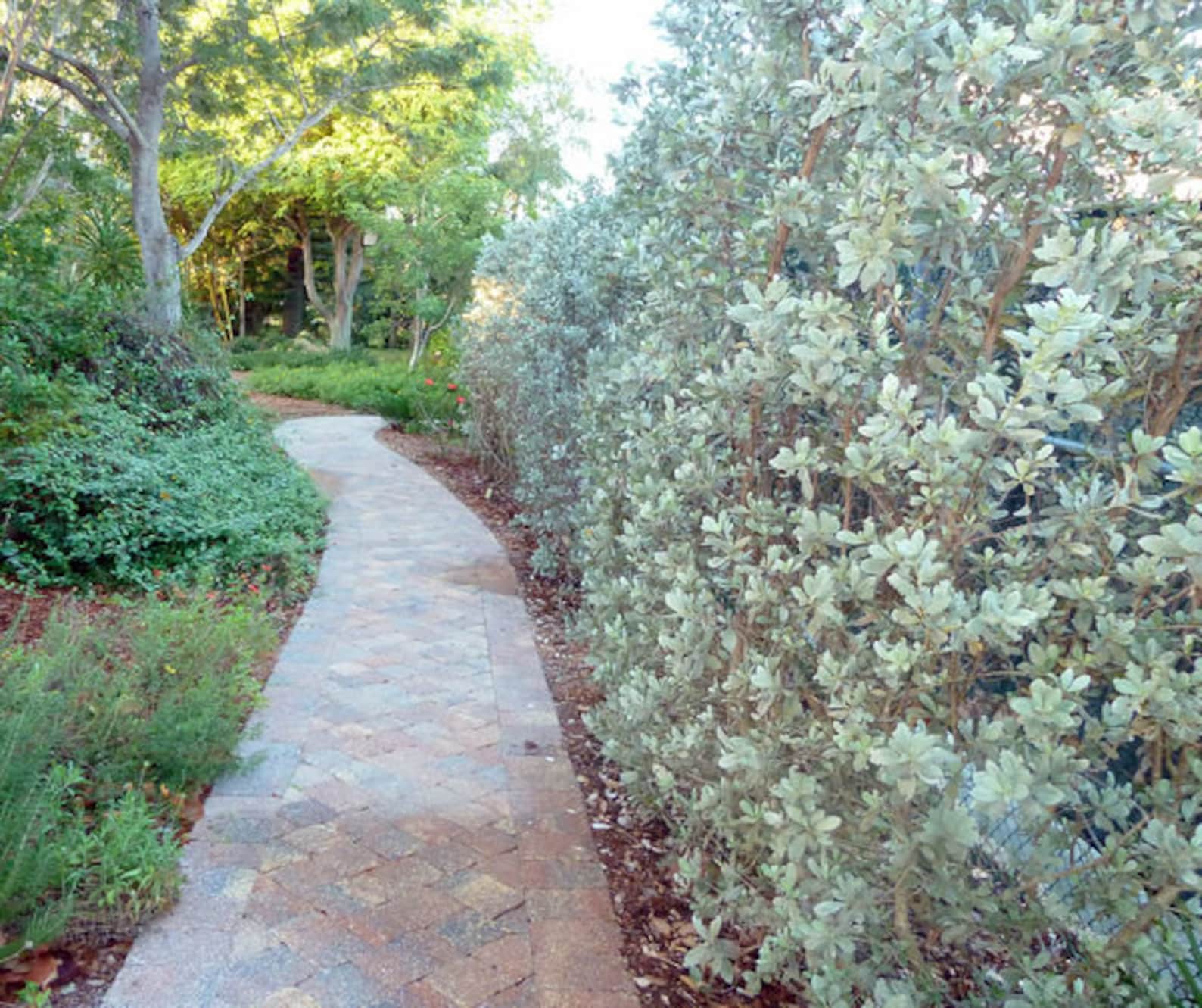 Silver Buttonwood Tree (conocarpus Erectus) Seeds - Etsy