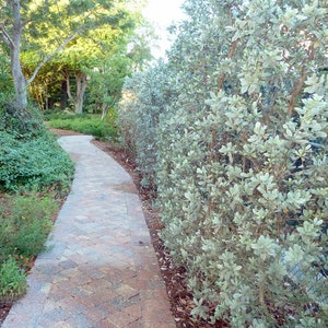 Silver Buttonwood Tree (conocarpus Erectus) Seeds - Etsy