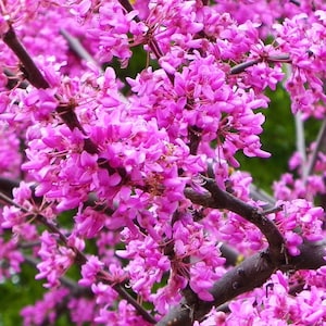 Eastern Redbud Tree (cercis Canadensis) Seeds - Etsy Canada