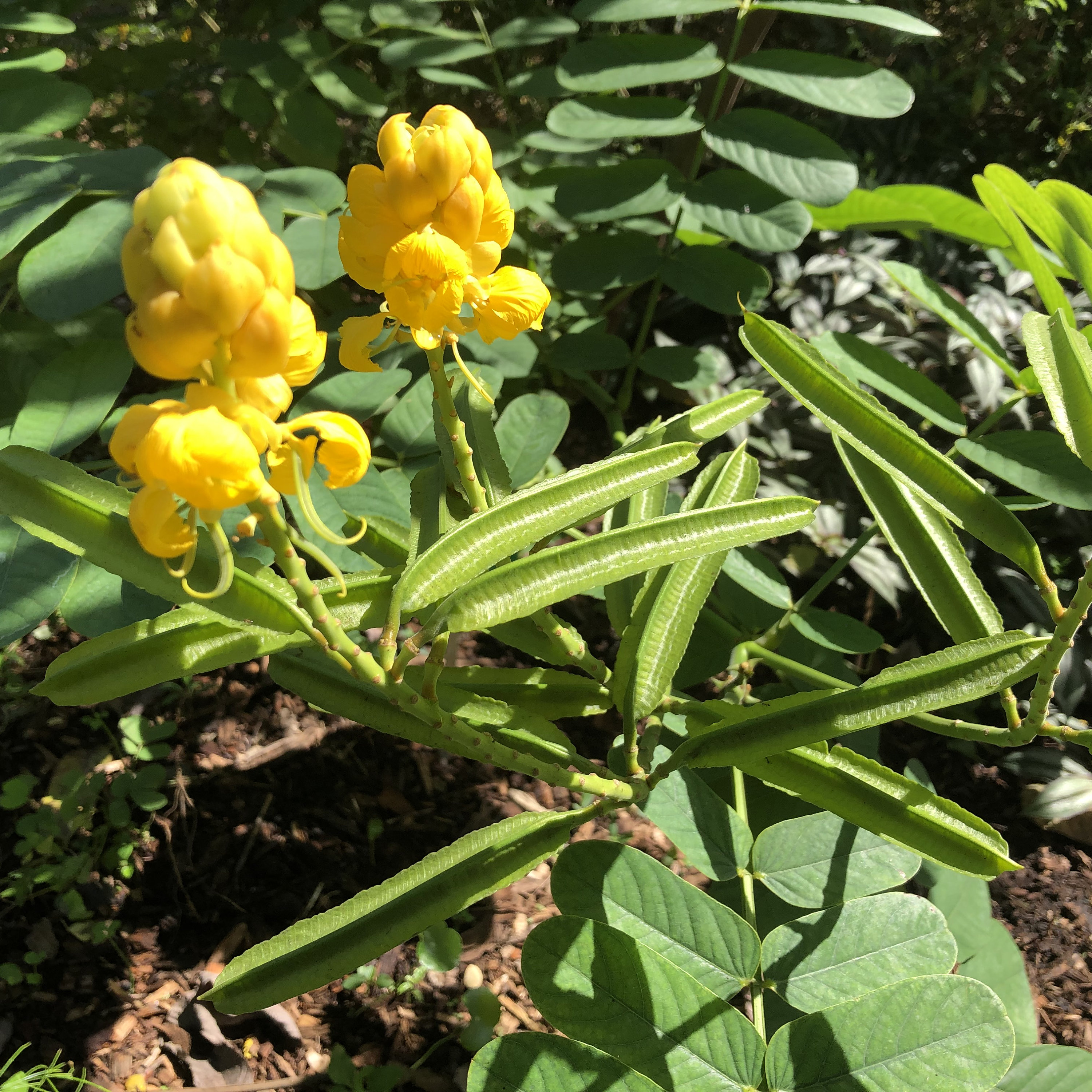 Candlestick Cassia Plant (senna Alata) Seeds - Etsy