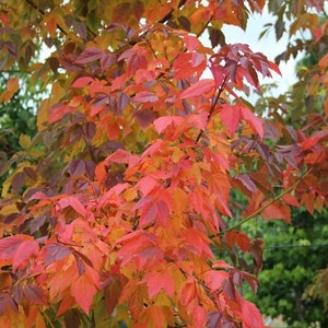 Box Elder Maple Tree (acer Negundo) Seeds - NEW FOR 2024 - Etsy