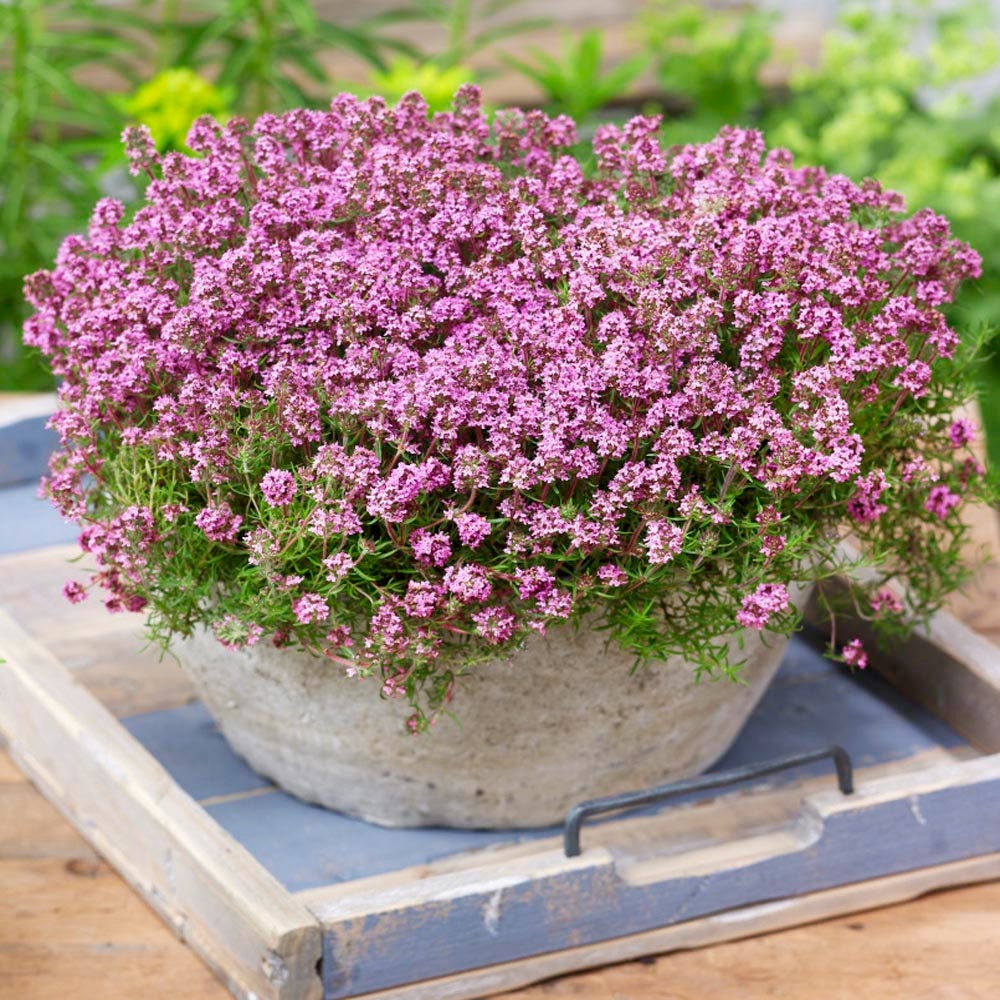 Spring Charm Rock Cress Groundcover Plant arabis - Etsy