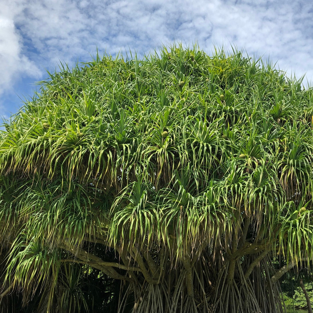 Pandan "screwpine" Tree (pandanus Amaryllifolius) Seeds - LIMITED BATCH ...