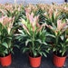 Sherbert Cordyline Ti Plant Seeds - Etsy