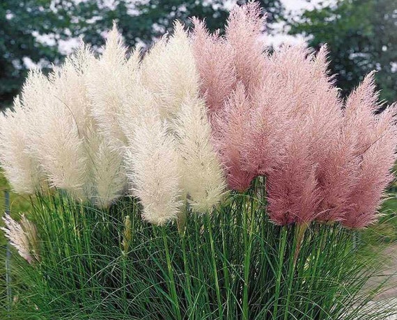 Pampas Ornamental Grass Seed Mix - Etsy
