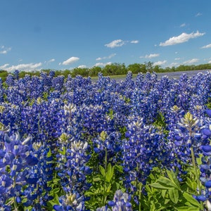 Texas Bluebonnet Flower (lupinus Texensis) Seeds - Etsy