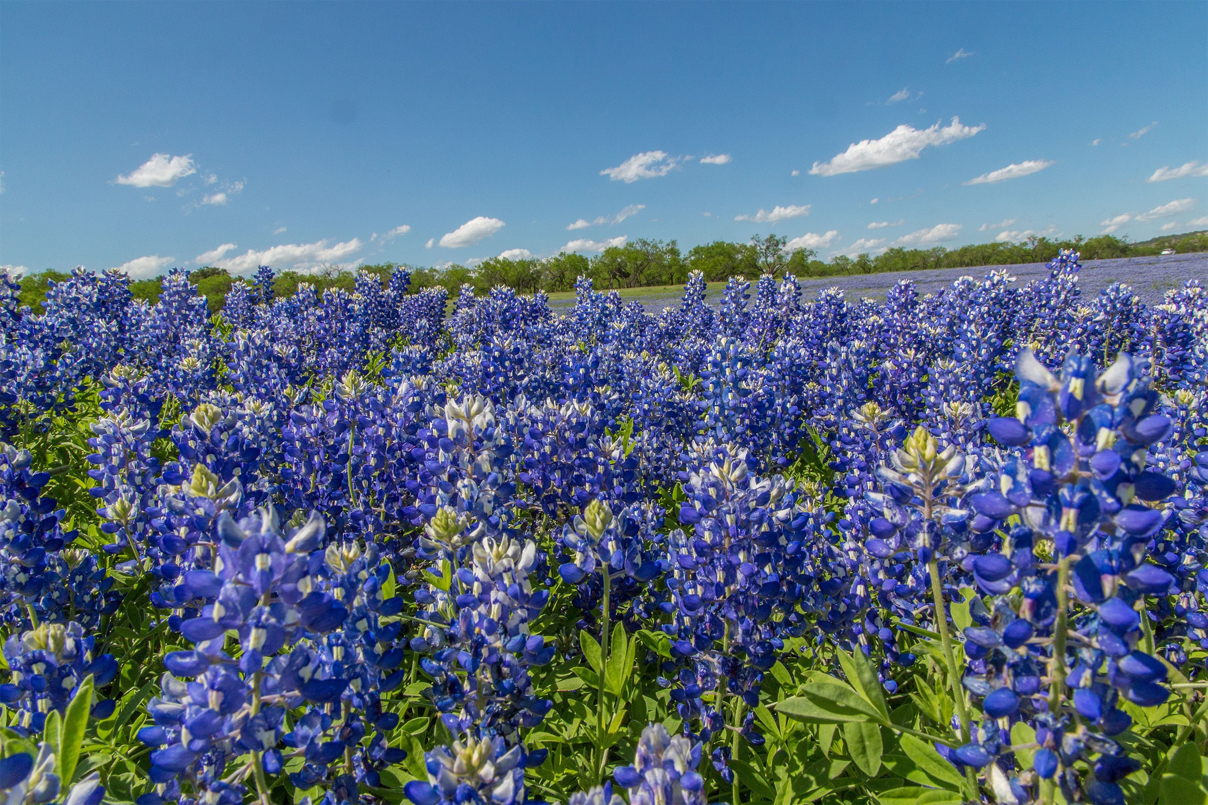 Texas Bluebonnet Flower (lupinus Texensis) Seeds - Etsy