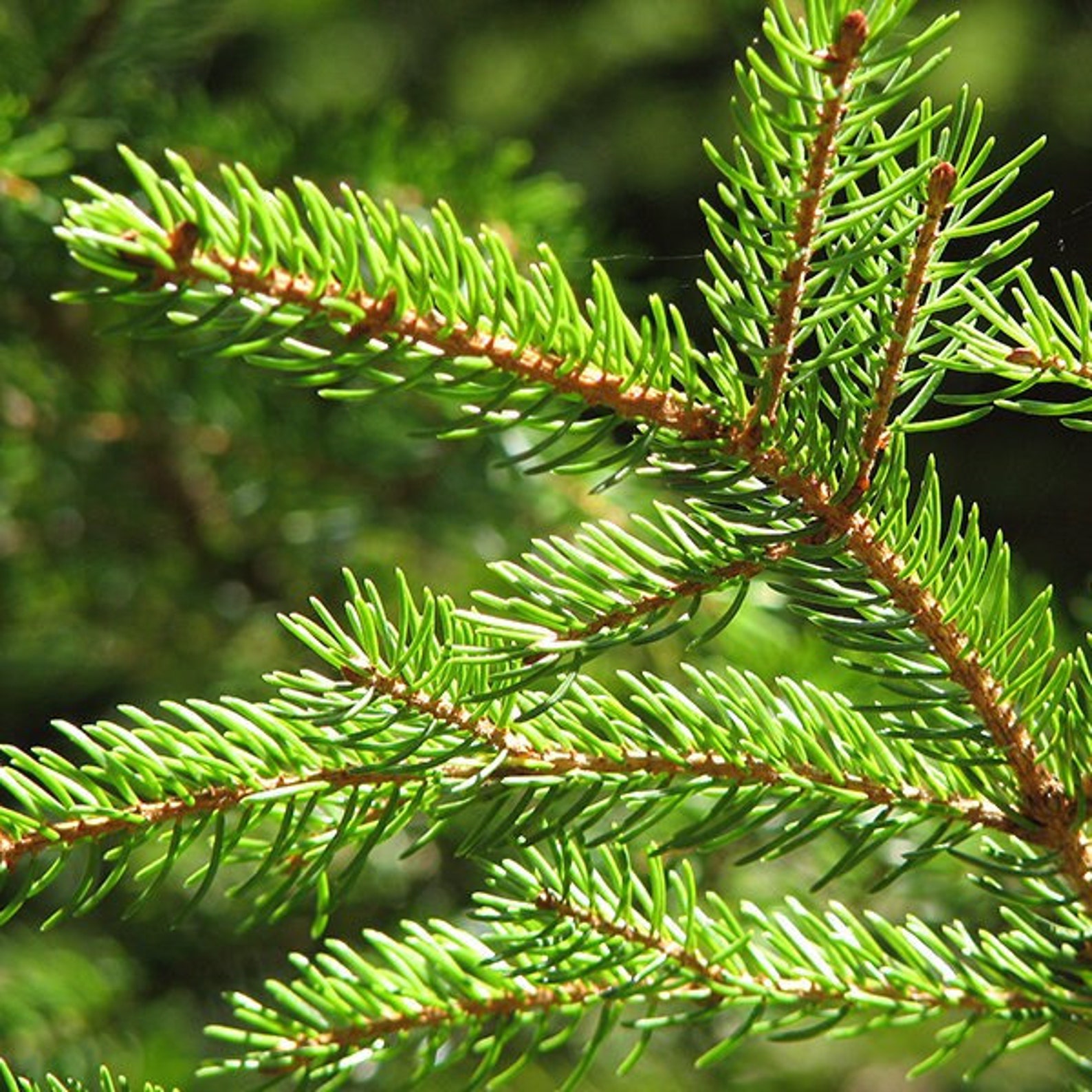 Red Spruce Tree (picea Rubens) Seeds - Etsy