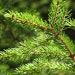 Red Spruce Tree (picea Rubens) Seeds - Etsy