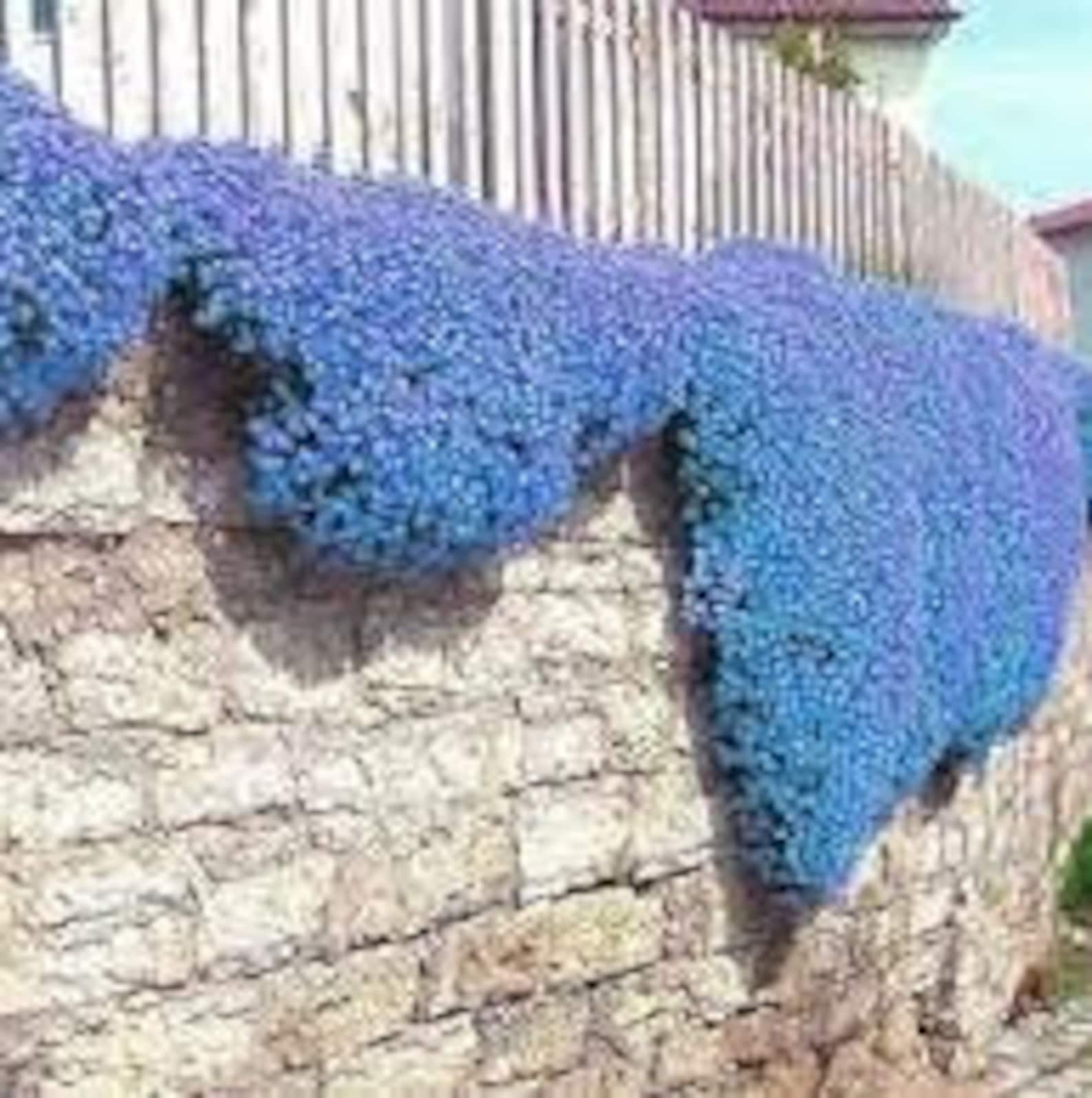 Pale Blue Rock Cress Groundcover Plant (aubrieta Hybrida Graeca Pale ...
