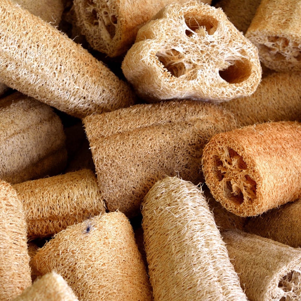 Organic Luffa Gourd Plant luffa Cylindrica Seeds - Etsy