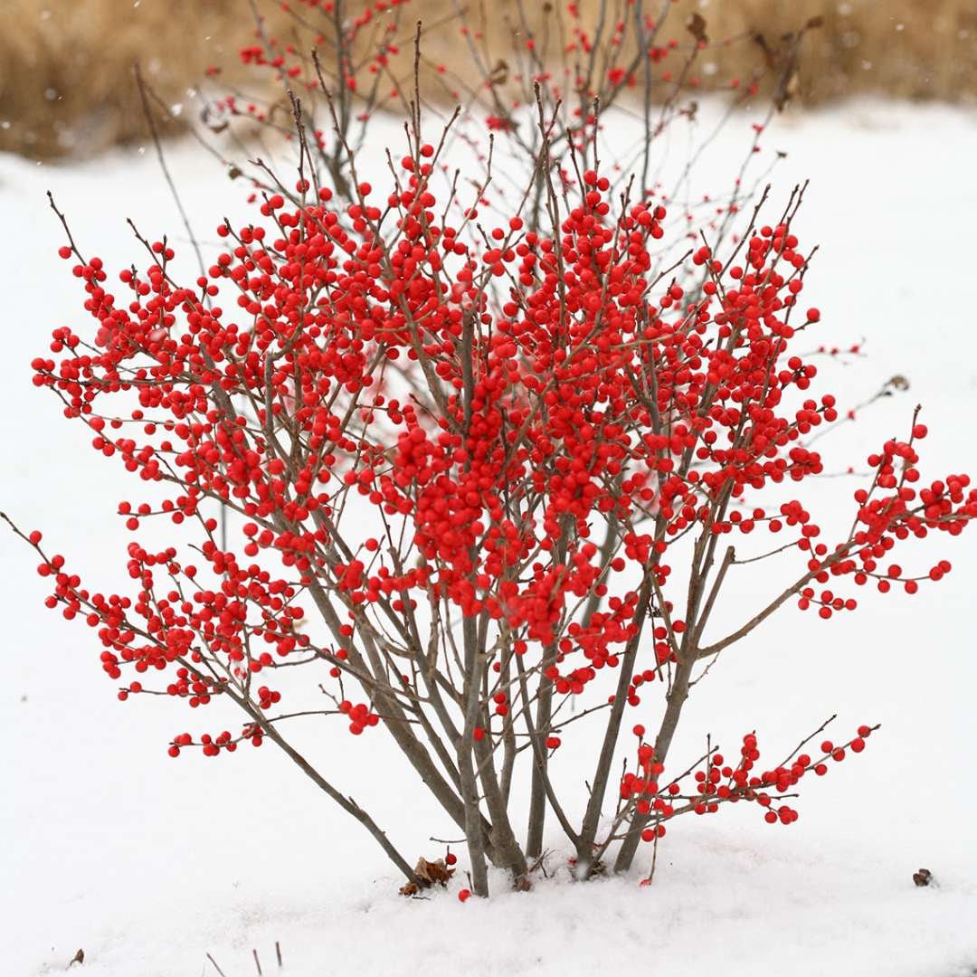 Winterberry Plant ilex Verticillata Seeds - Etsy