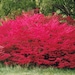 Scarlet Red Burning Bush Plant (euonymus Atropurpureus) Seeds - Etsy Canada