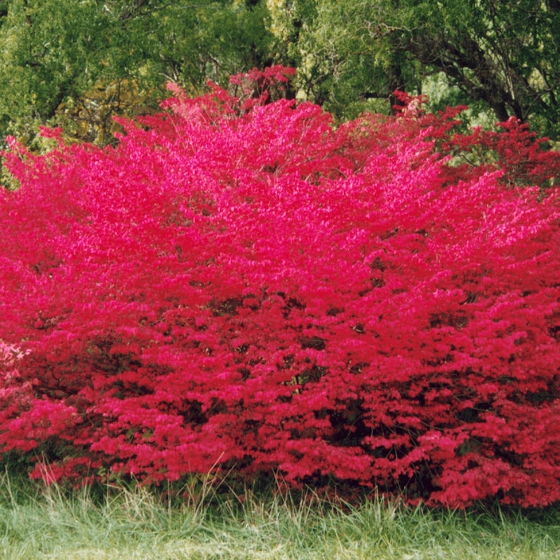 Scarlet Red Burning Bush Plant (euonymus Atropurpureus) Seeds - Etsy