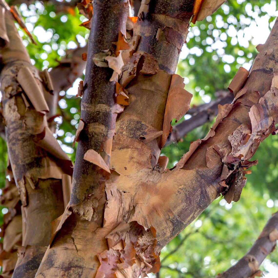 Paperbark Maple Tree (acer Griseum) Seeds - LIMITED BATCH - Etsy