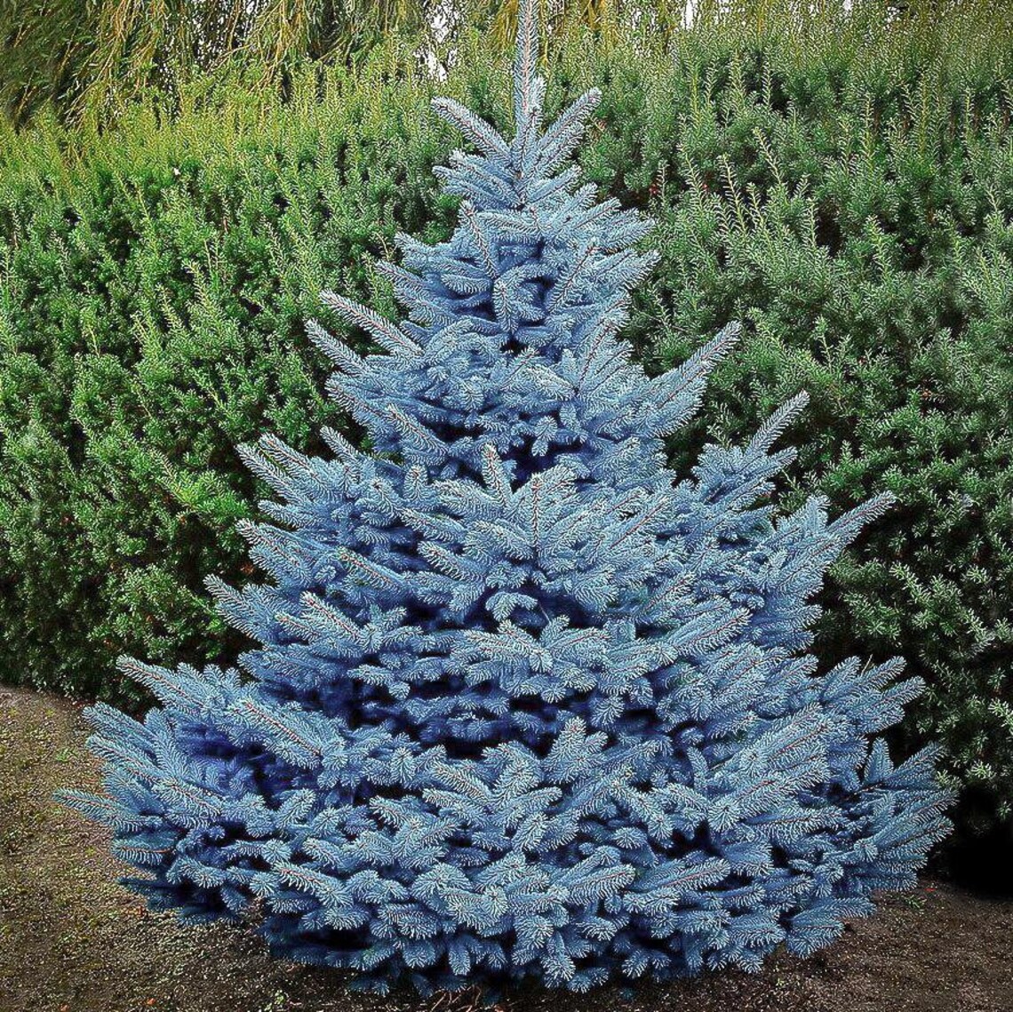 Blue Spruce Tree picea Pungens Glauca Seeds - Etsy