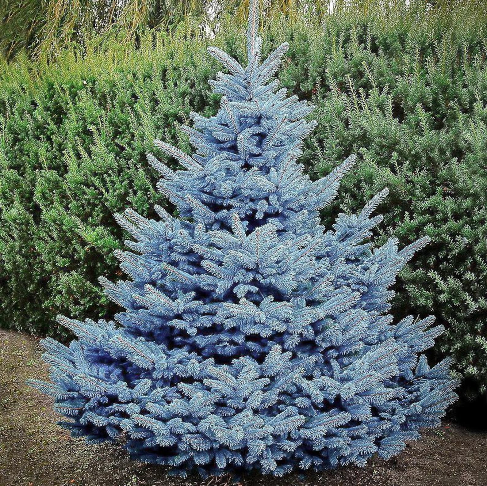 Blue Spruce Tree picea Pungens Glauca Seeds - Etsy