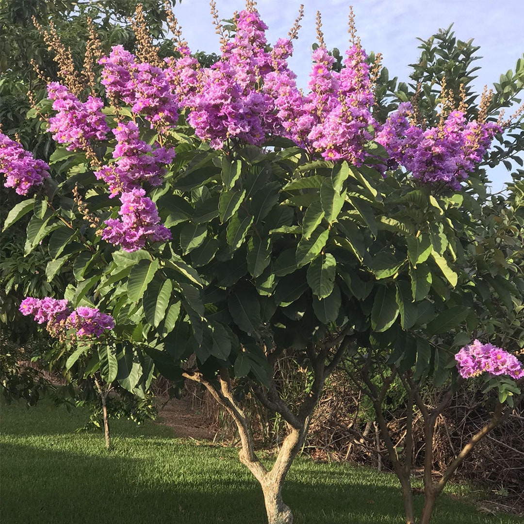 Queen Crepe Myrtle Tree (lagerstroemia Speciosa) Seeds - NEW FOR 2025 ...