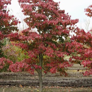 Cherokee Sunset Flowering Dogwood Tree (cornus Florida 'cherokee Sunset ...