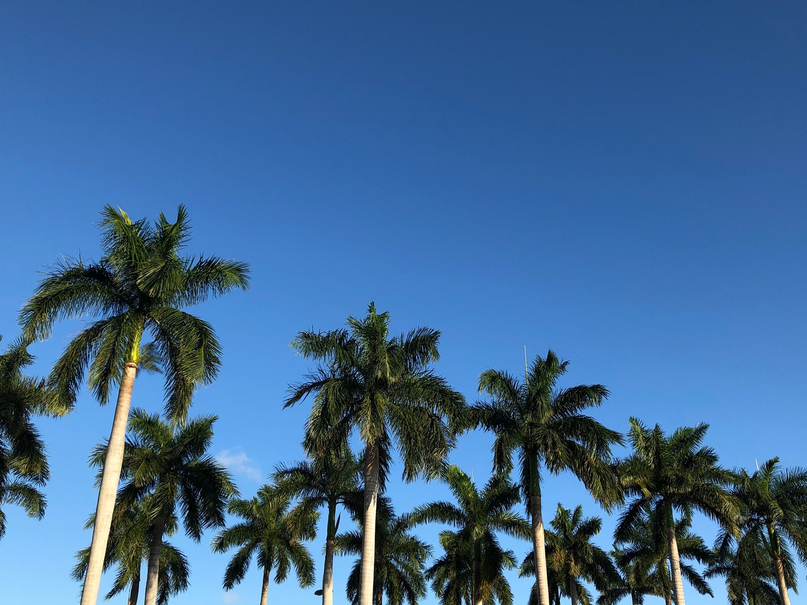 Royal Palm Tree roystonea Regia Seeds - Etsy