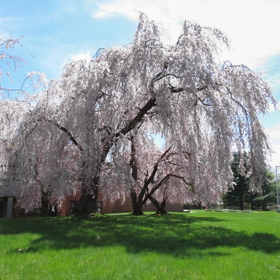 Japanese Cherry Tree Yoshino at Charlotte Thrower blog