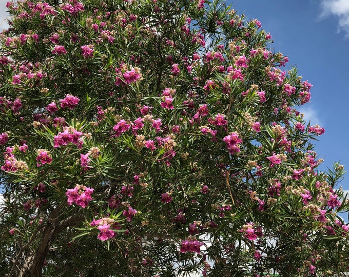 Desert Willow Tree (chilopsis Linearis) Seeds - Etsy