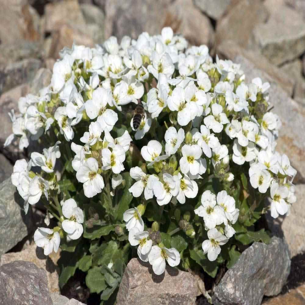 Snow White Rock Cress Groundcover Plant arabis Alpina Seeds - Etsy