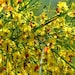 Jerusalem Thorn Tree (parkinsonia Aculeata) Seeds - Etsy