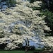 First Lady Flowering Dogwood Tree cornus Florida 'first Lady' Seeds NEW ...