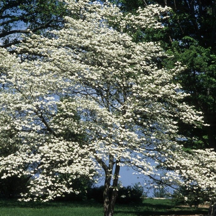 First Lady Flowering Dogwood Tree (cornus Florida 'first Lady') Seeds ...