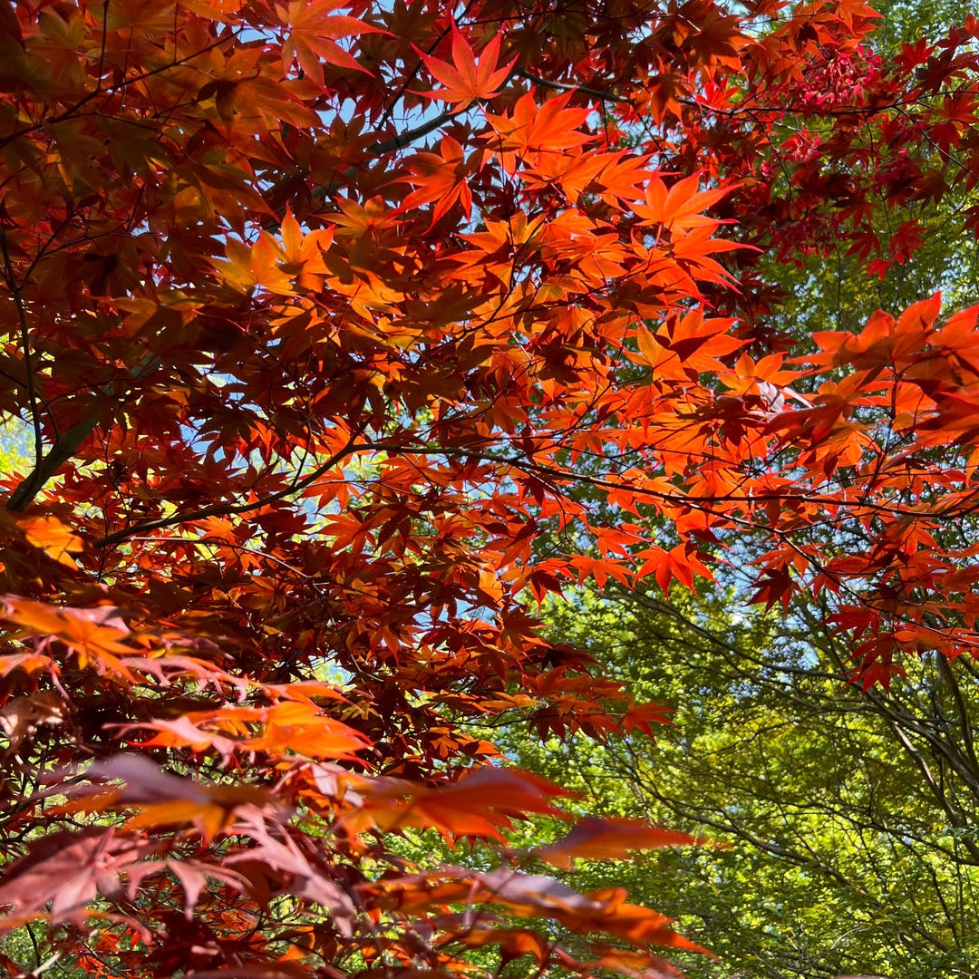 Super Bloodgood Japanese Maple Tree (acer Palmatum 'super Bloodgood ...