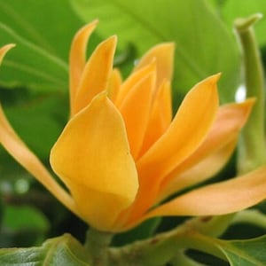 Joy Perfume Tree (magnolia Champaca) Seeds - Etsy