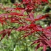 Inazuma Japanese Maple Tree (acer Palmatum 'inazuma') Seeds - NEW FOR ...