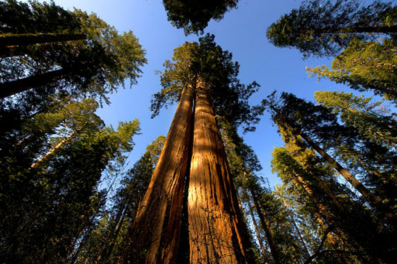 Giant Redwood Sequoia Tree sequoiadendron Giganteum Seeds - Etsy
