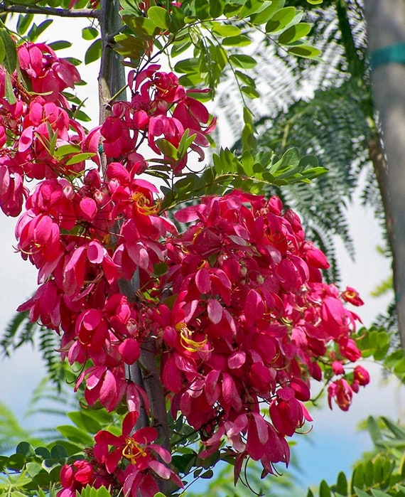 Pink Shower Tree Cassia Javanica