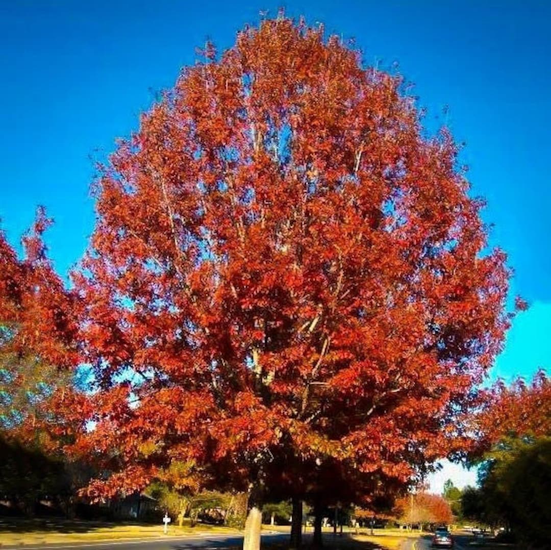 Red Oak Tree Quercus Rubra Seeds Etsy