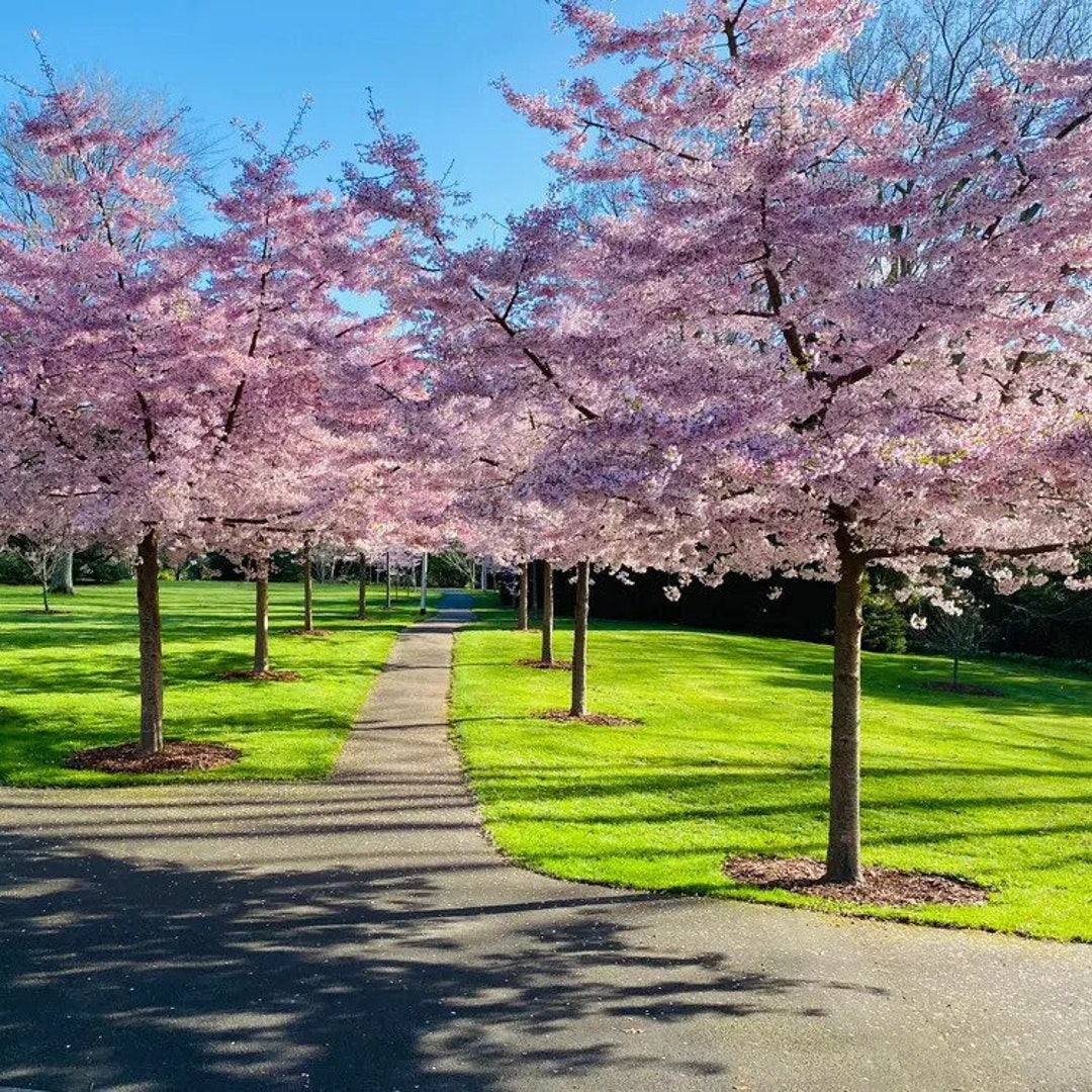 Awanui Yoshino Japanese Flowering Cherry Tree (prunus Yeodensis 'awani') Seeds - NEW FOR 2025 - Etsy