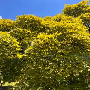 Matsukaze Japanese Maple Tree (acer Palmatum 'matsukaze') Seeds - NEW ...