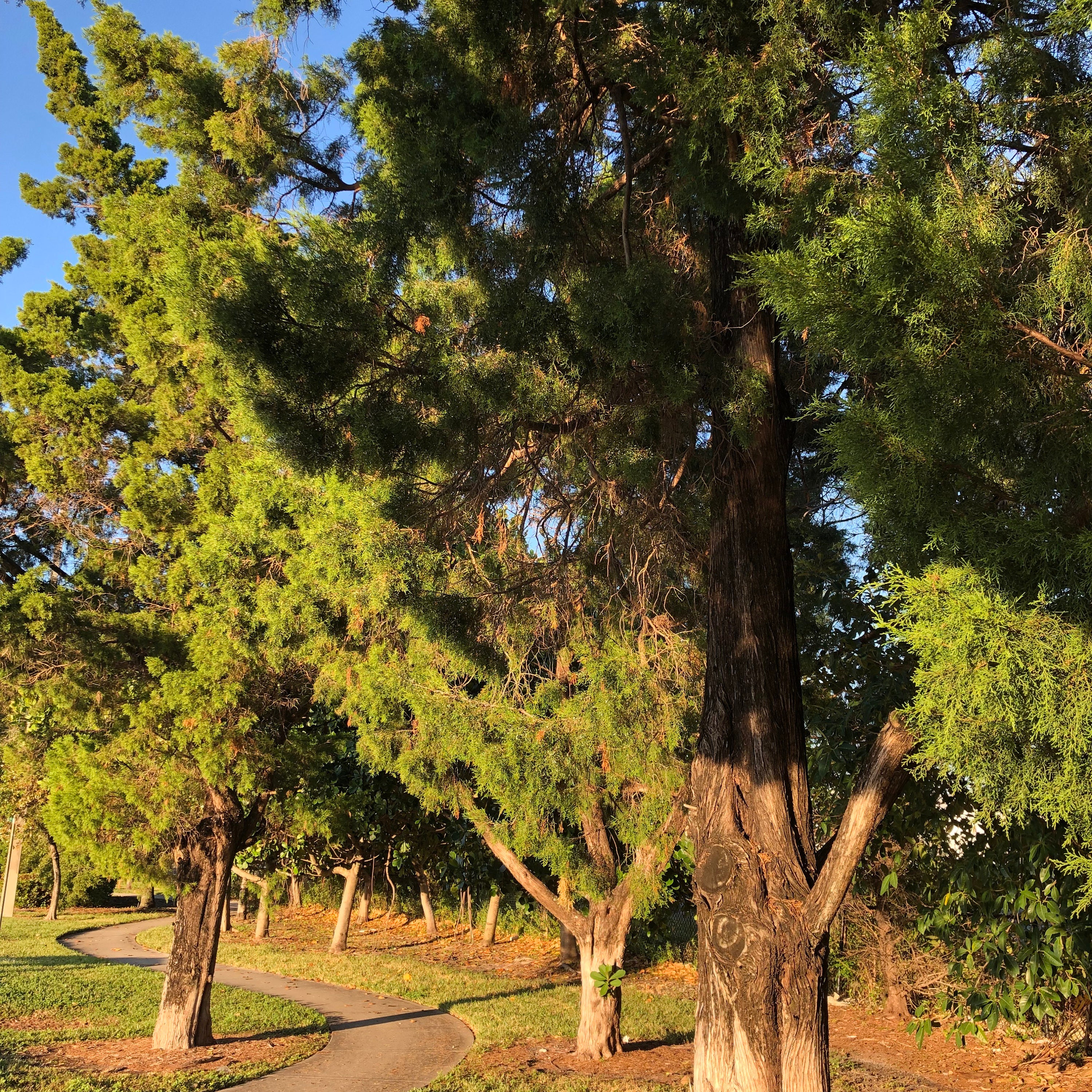 Southern Red Cedar Tree (juniperus Silicicola) Seeds - NEW FOR 2024 - Etsy