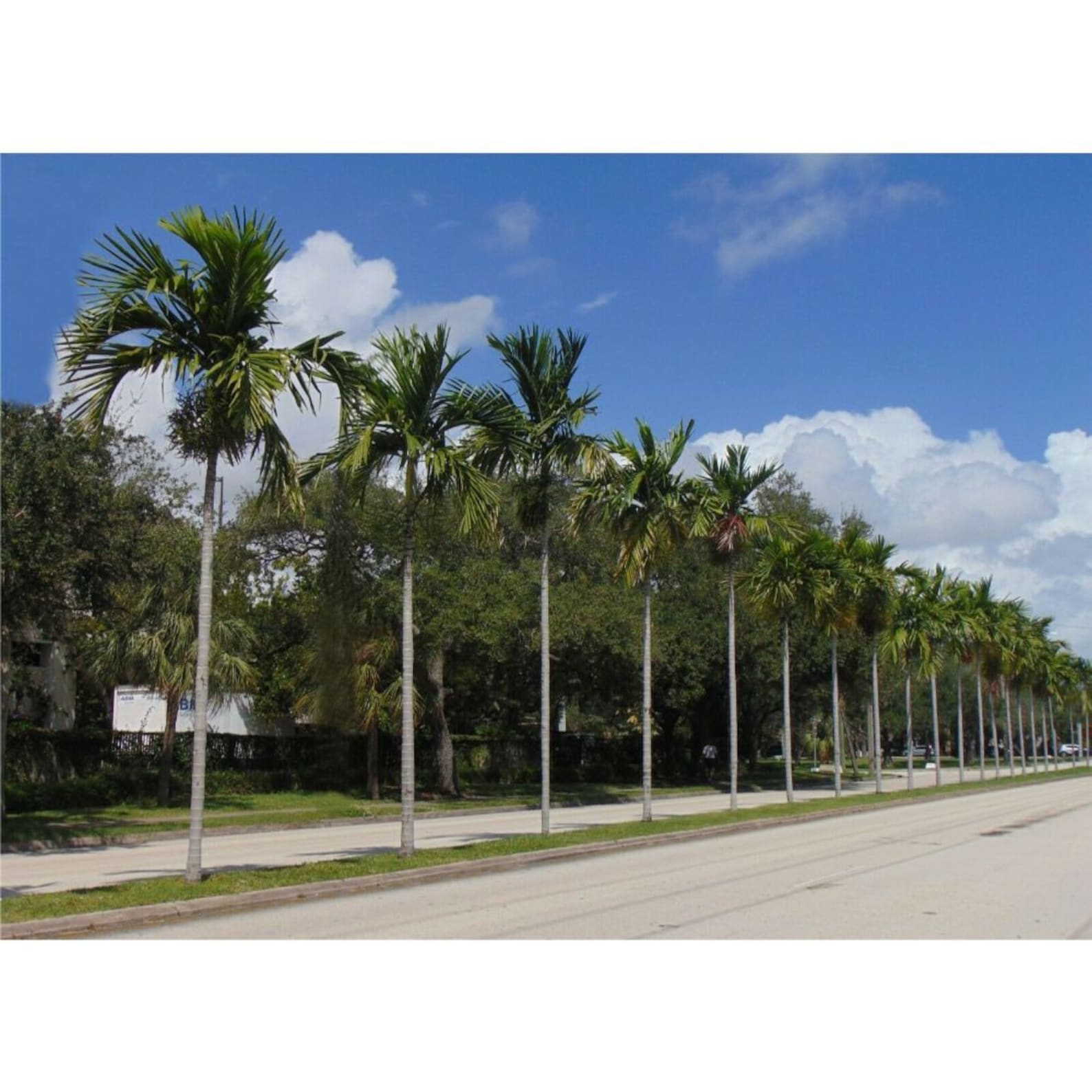 Alexander Palm Tree ptychosperma Elegans Seeds - Etsy