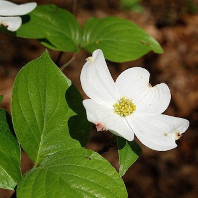 Ozark Spring Flowering Dogwood Tree (cornus Florida 'ozark Spring ...