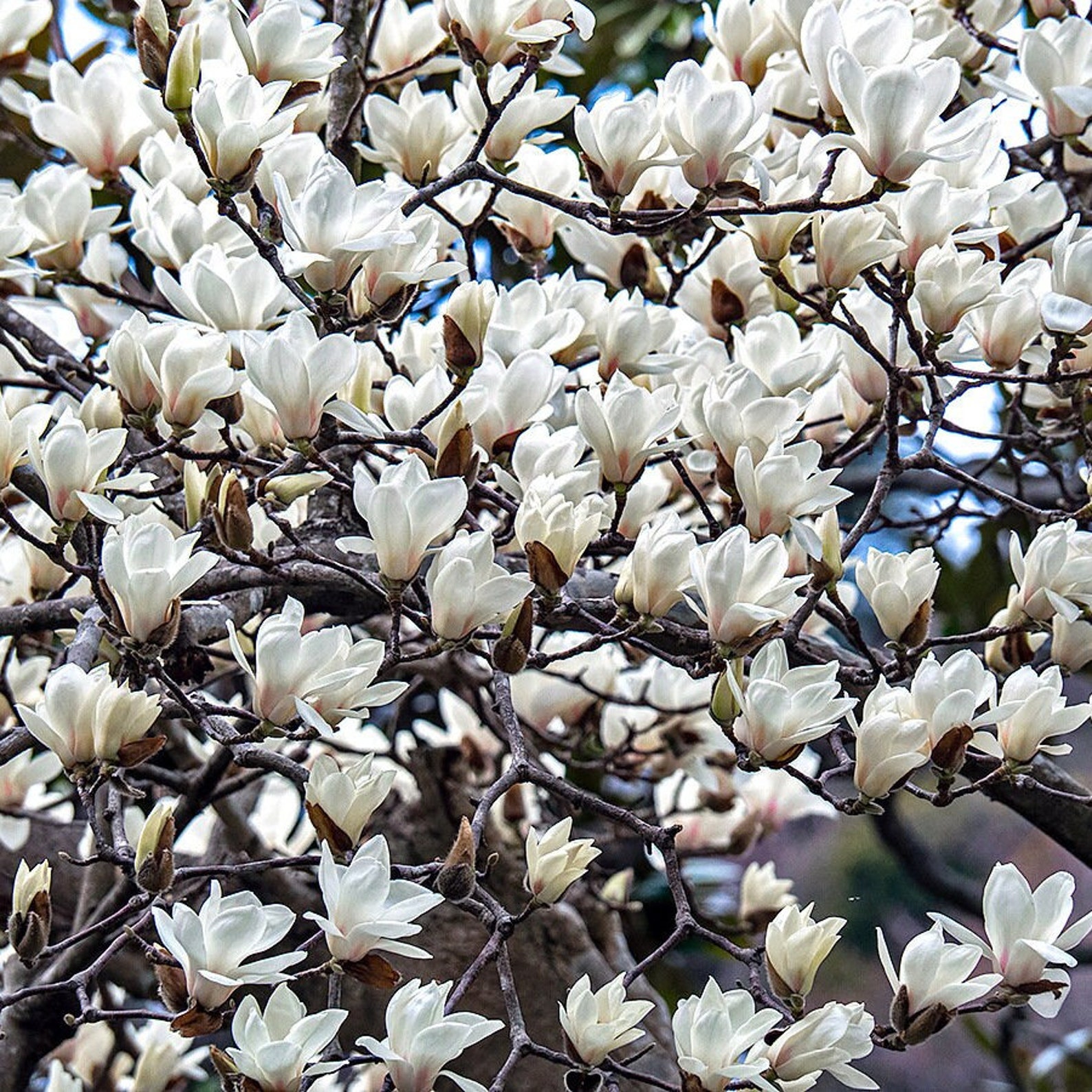 Yulan Magnolia Tree (magnolia Denudata) Seeds - Etsy