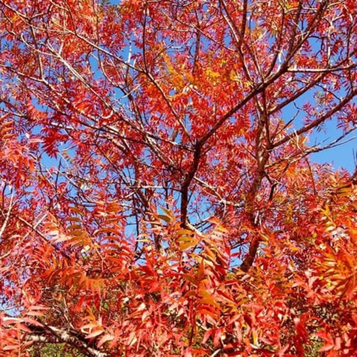 Flameleaf Sumac Tree (rhus Lanceolata) Seeds - Etsy