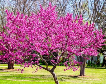 Redbud Tree Seeds | Etsy
